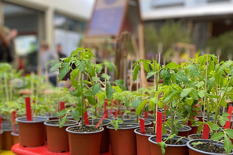 Setzlingsmarkt | Arche Zürich